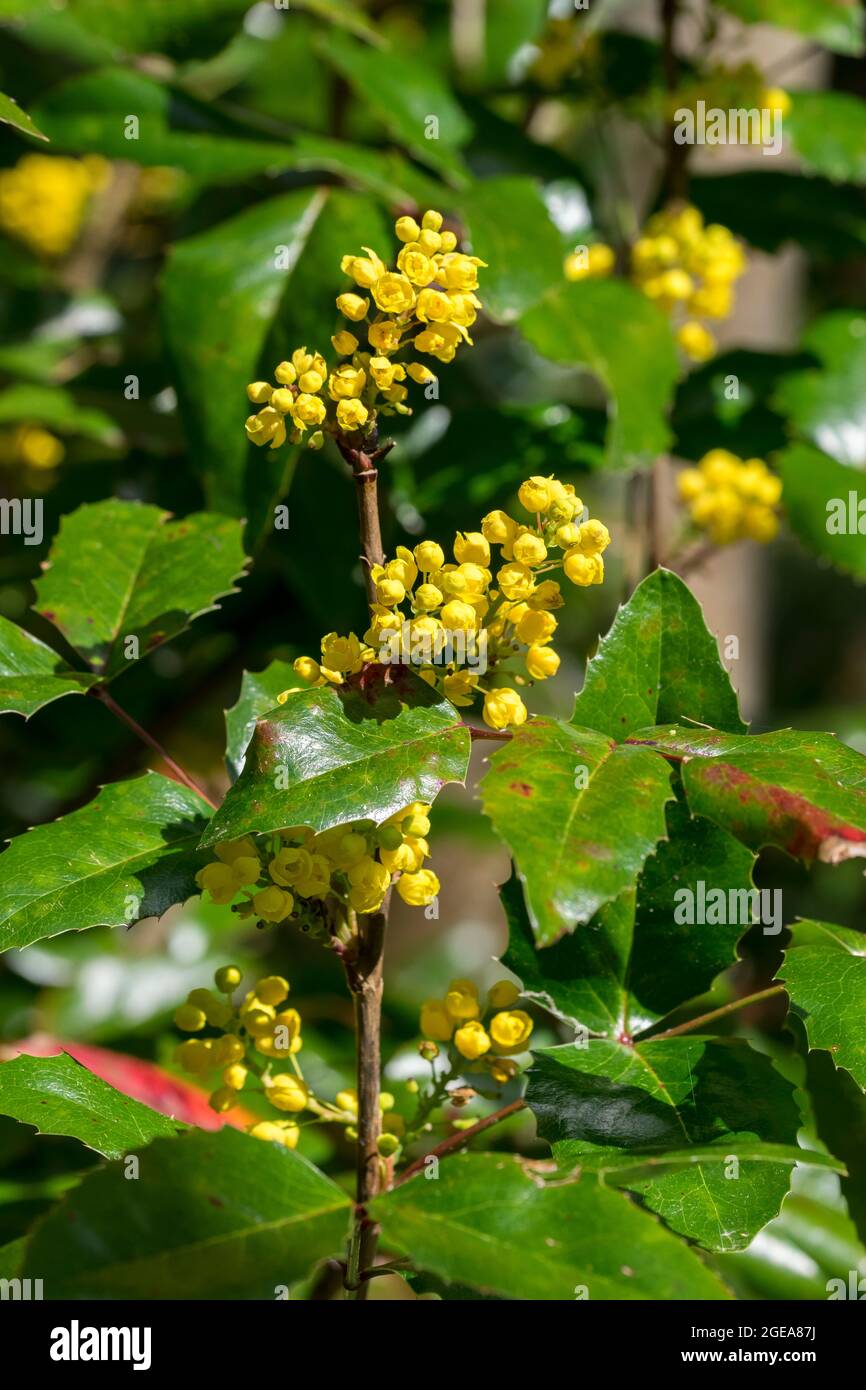Spikey leaved shrub hi-res stock photography and images - Alamy