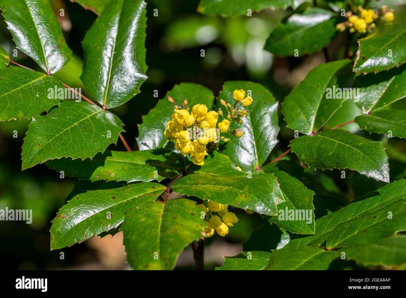 Oregon grape shrub Mahonia aquifolium Stock Photo - Alamy