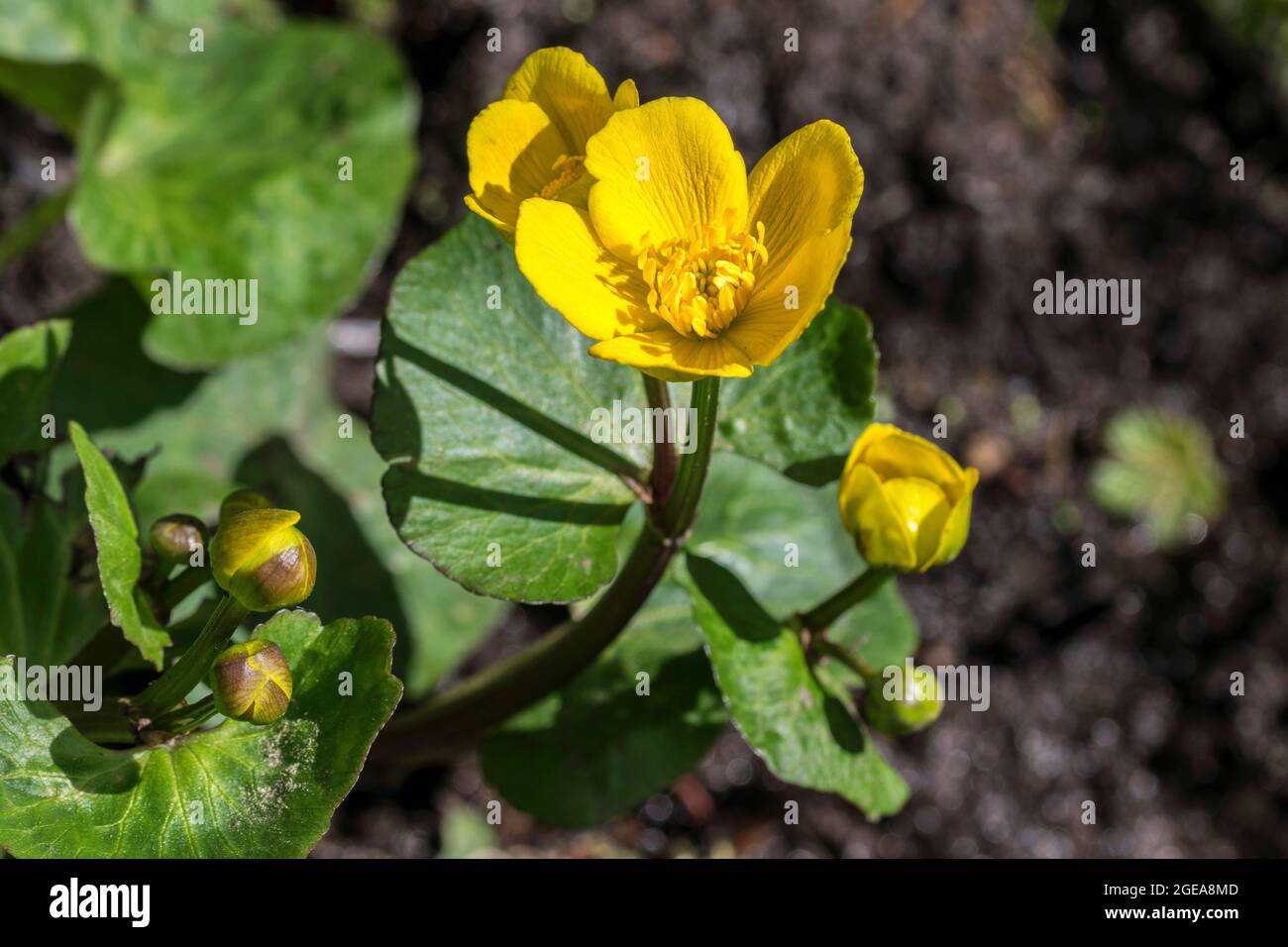 Marsh marigold wetland plant Caltha palustris Stock Photo - Alamy