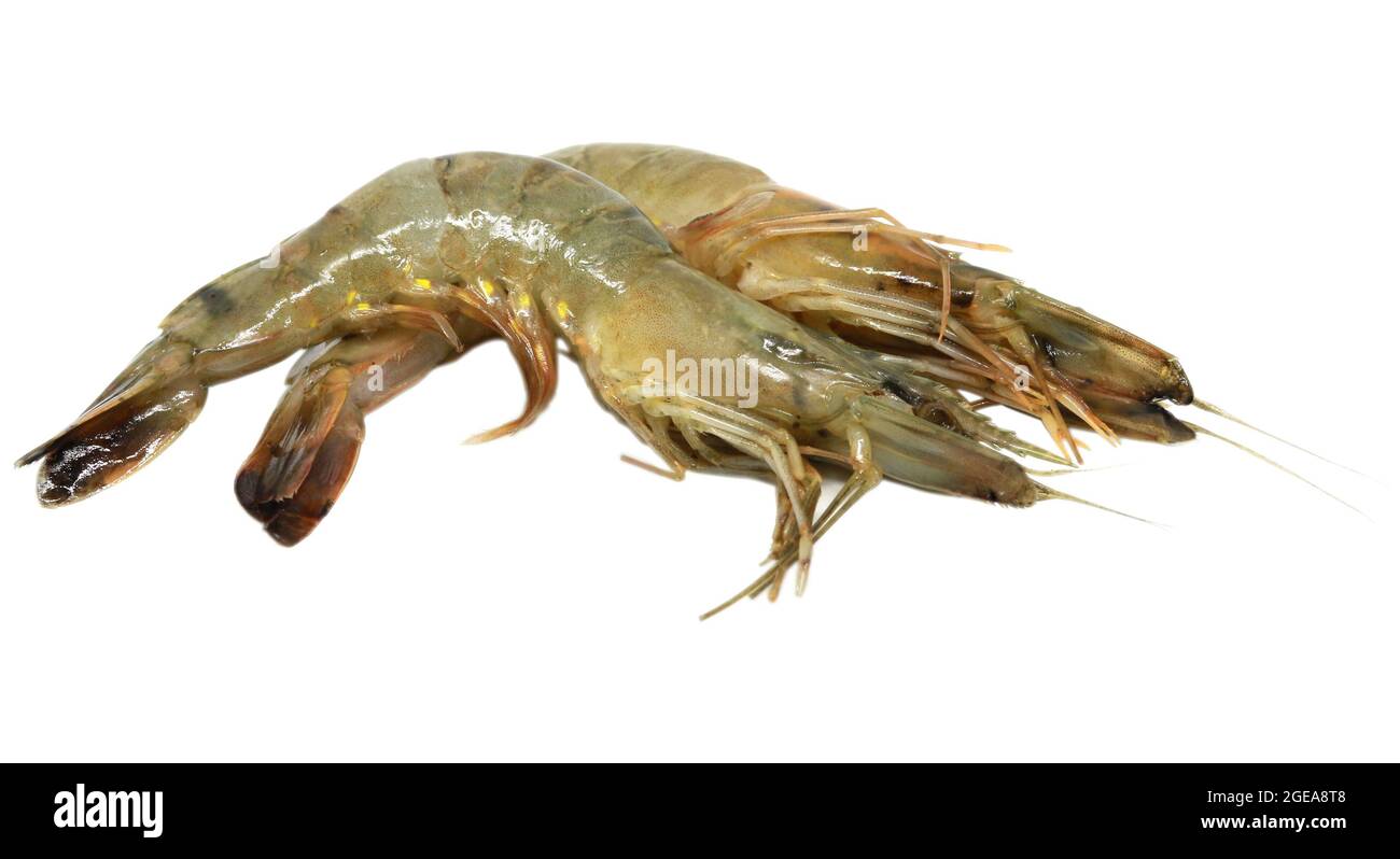 Headless shrimp hi-res stock photography and images - Alamy