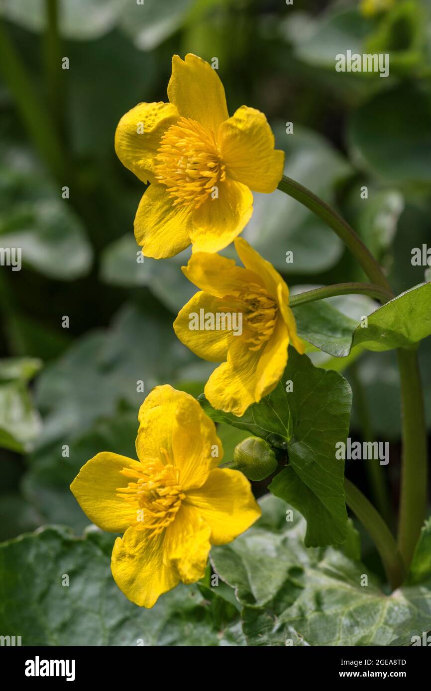 Marsh marigold wetland plant Caltha palustris Stock Photo - Alamy