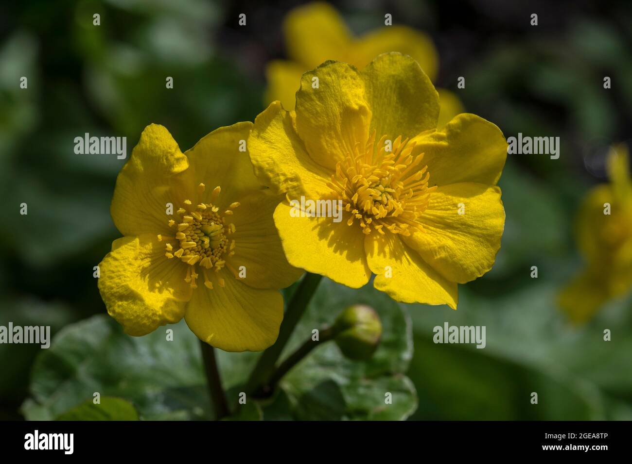 Marsh marigold wetland plant Caltha palustris Stock Photo - Alamy