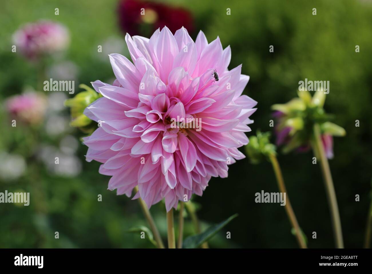 Isolated natural dahlia flower on green background Stock Photo - Alamy