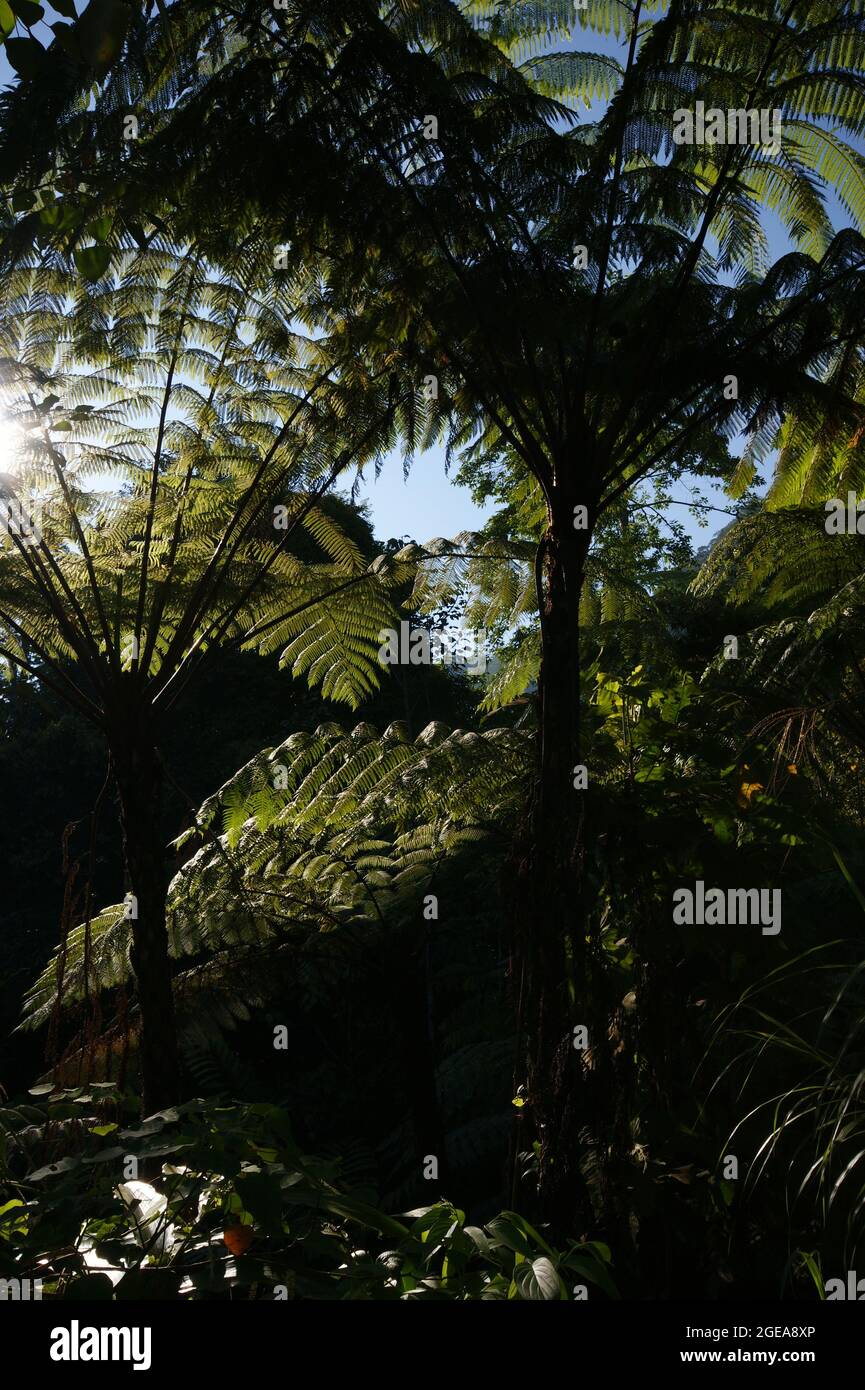 Tree fern cyathea sp hi-res stock photography and images - Alamy