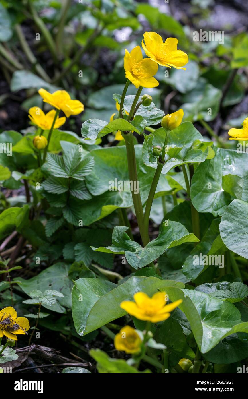 Marsh marigold wetland plant Caltha palustris Stock Photo - Alamy