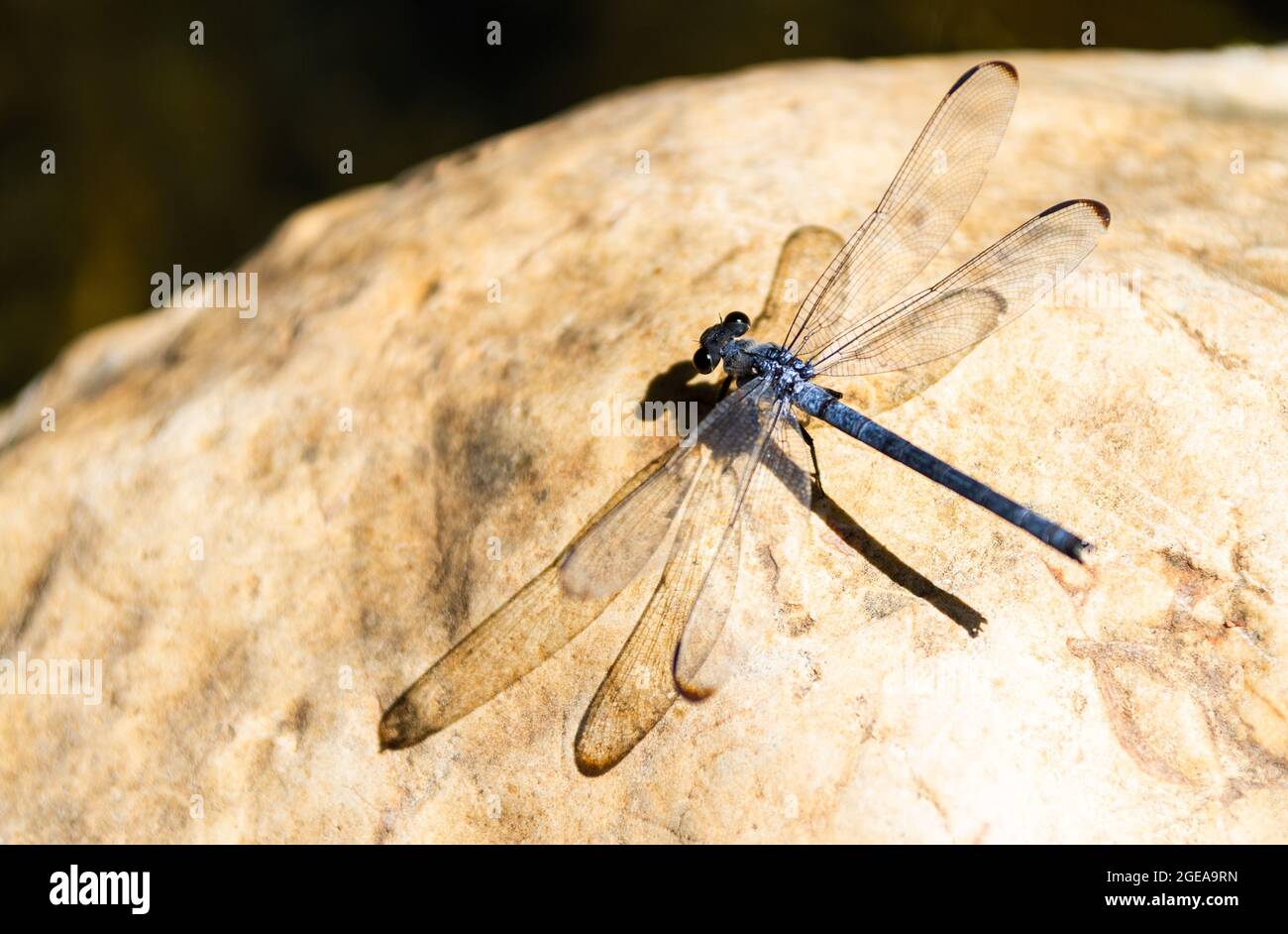 Dragonfly standing on a rock Stock Photo - Alamy