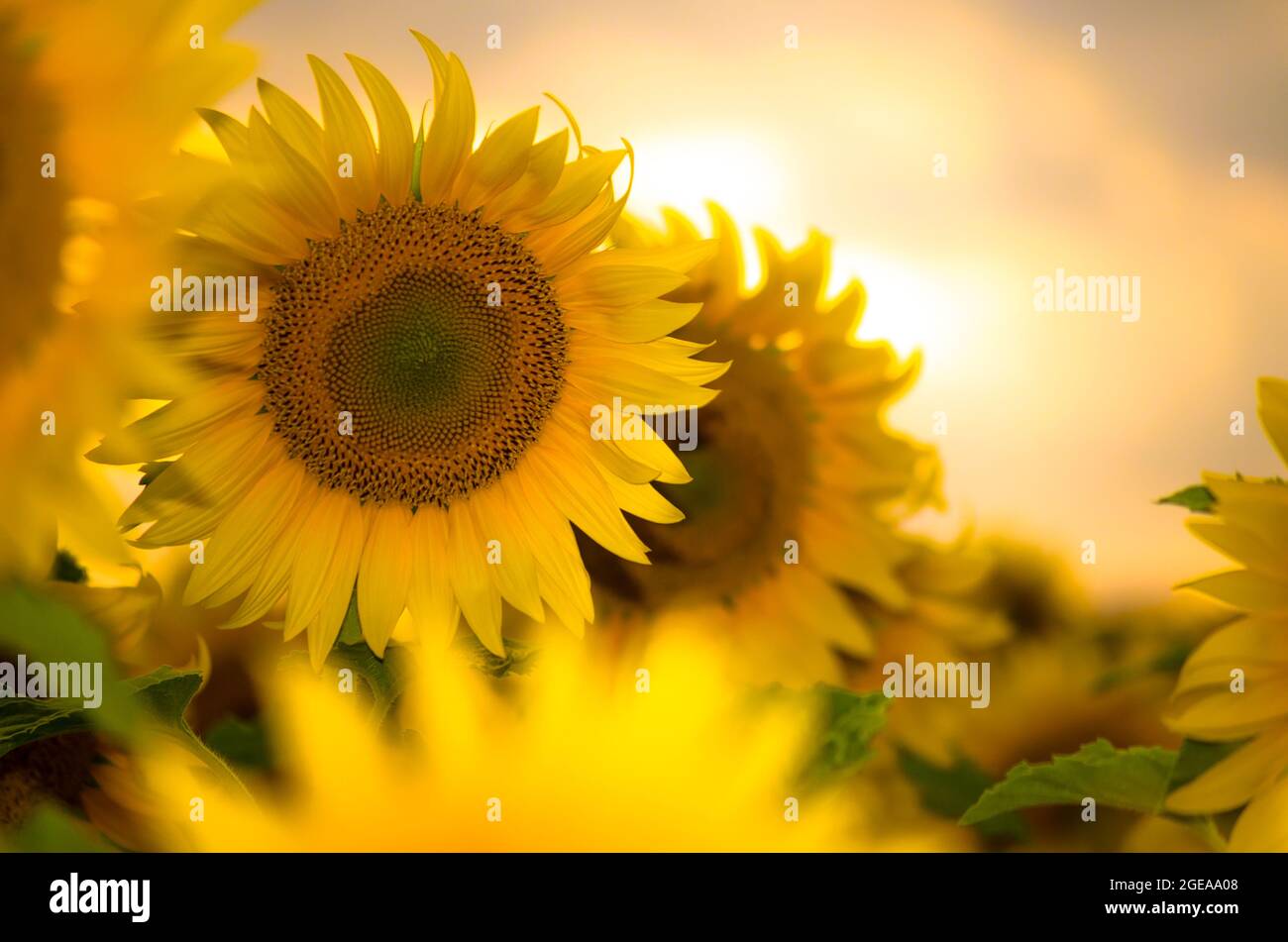 Summer time sunflower hi-res stock photography and images - Alamy