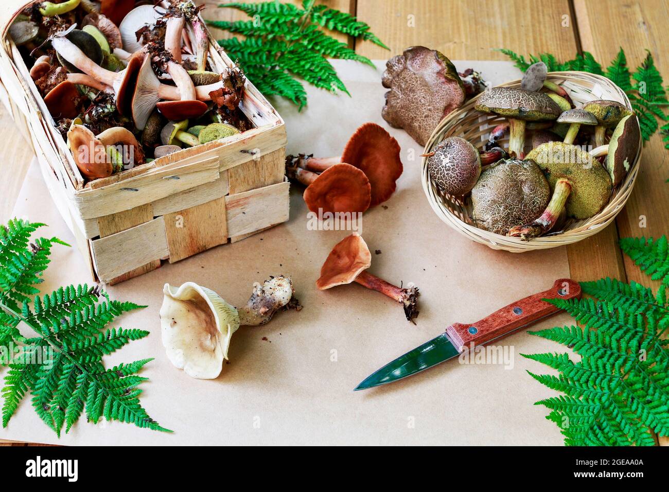 Be careful while mushroom picking idea. Edible and poisonous mushroom ...