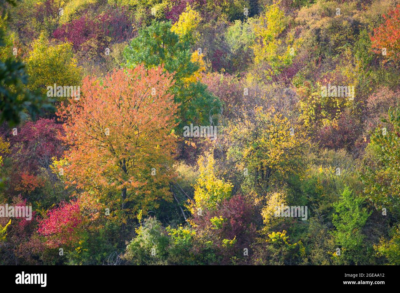 autumn fall season mood colorful trees bushes Stock Photo - Alamy