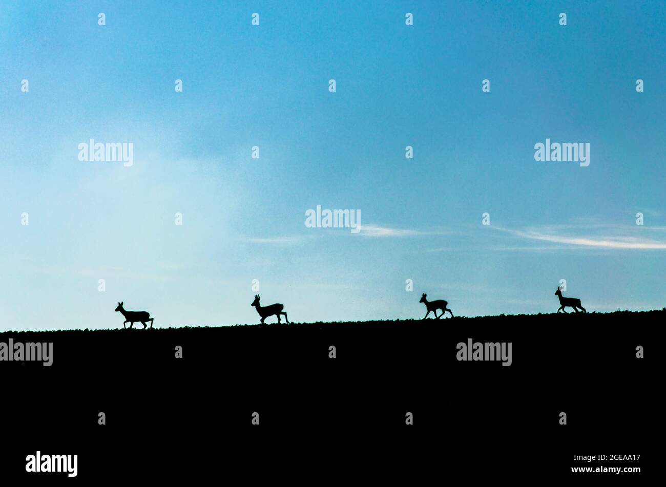 Animal movement hi-res stock photography and images - Alamy