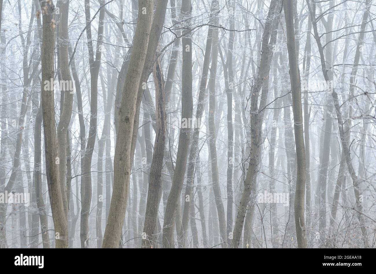 cold group of trees in winter mist Stock Photo - Alamy