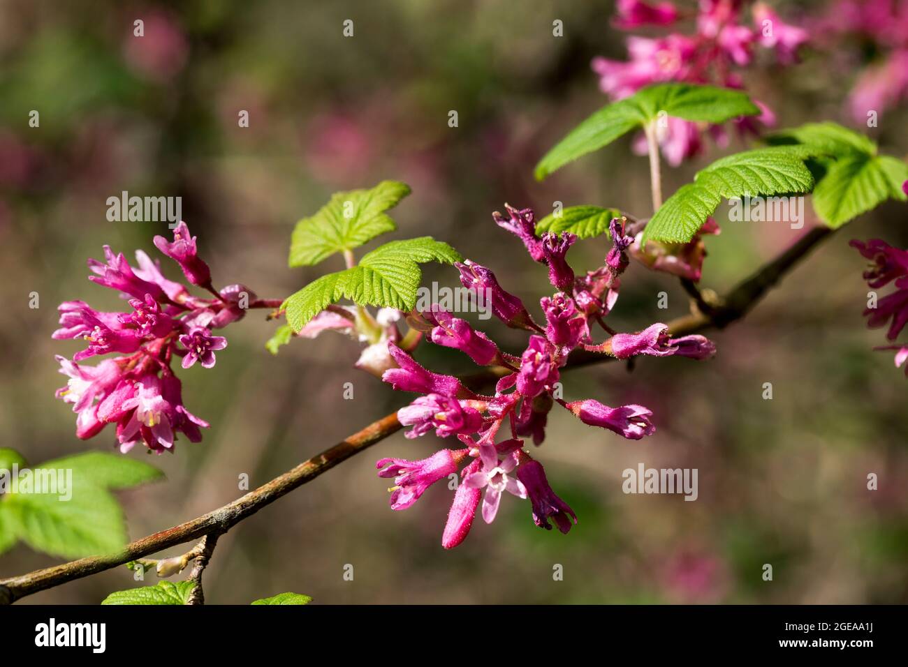Flowering currant shrub Ribes sanguineum garden escape in woodland ...