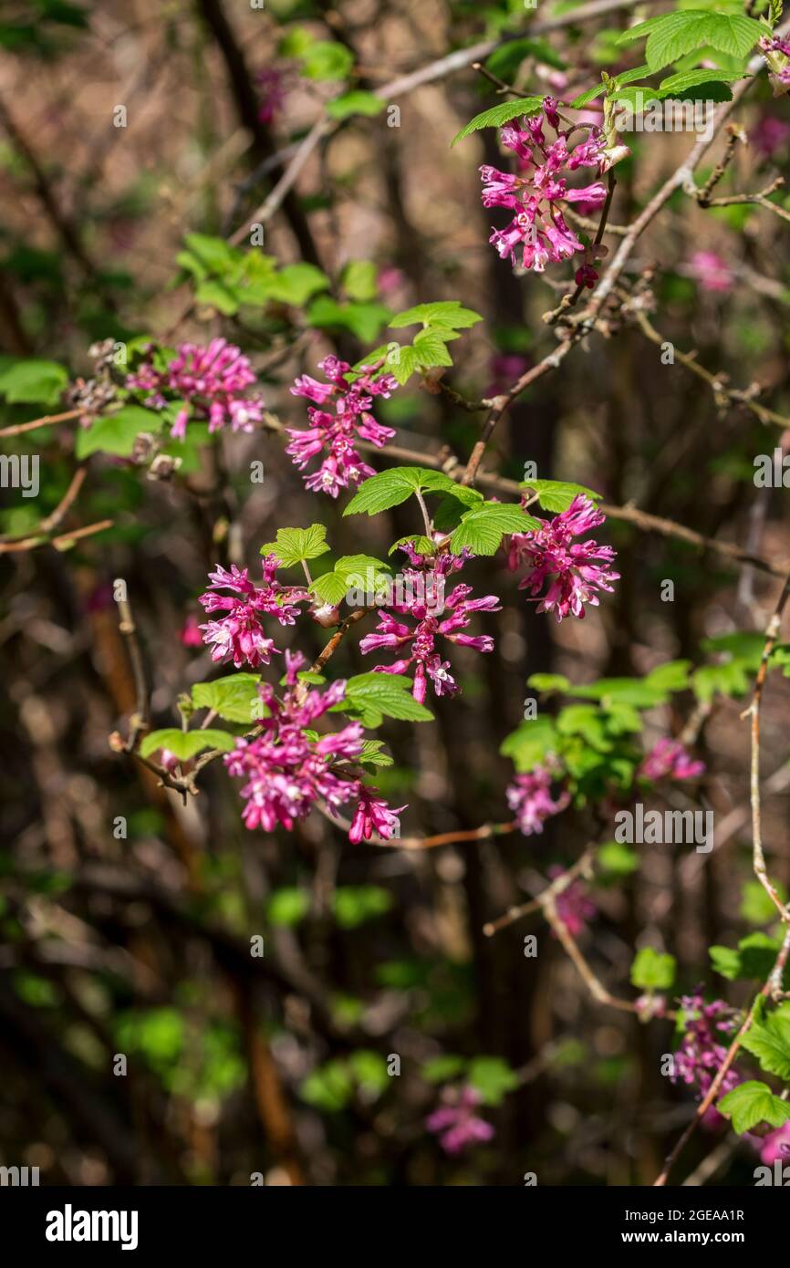 Flowering currant shrub Ribes sanguineum garden escape in woodland ...
