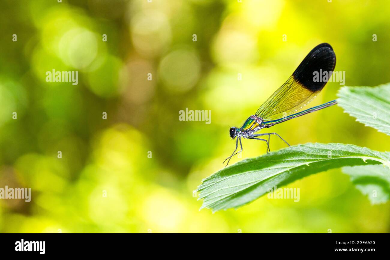 Detailed dragonfly wings hi-res stock photography and images - Alamy