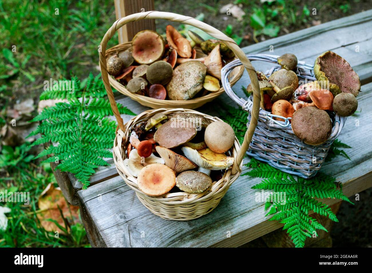 Fungi wicker baskets hi-res stock photography and images - Alamy