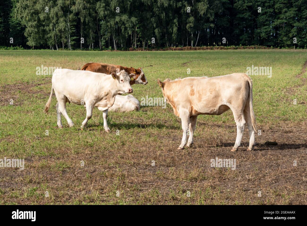 Rotbunt hi-res stock photography and images - Alamy
