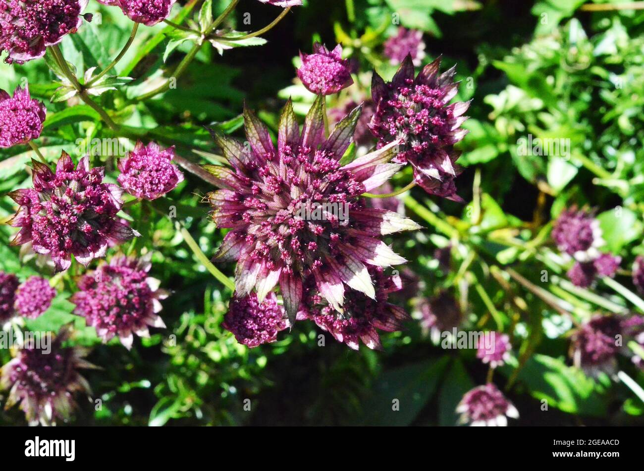 Purple Masterwort 'Star of Beauty' (Astrantia major Stock Photo - Alamy
