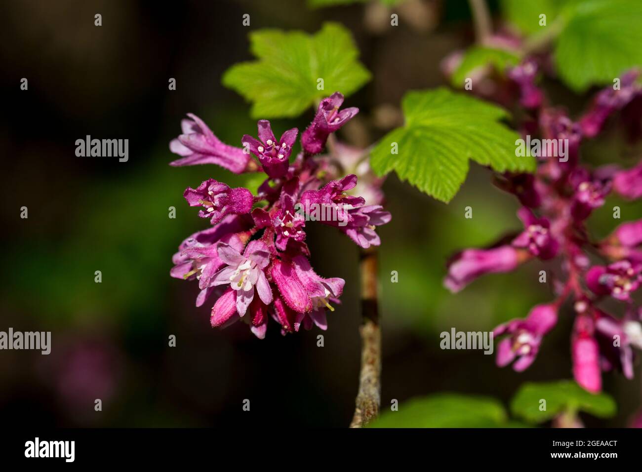 Flowering currant shrub Ribes sanguineum garden escape in woodland ...
