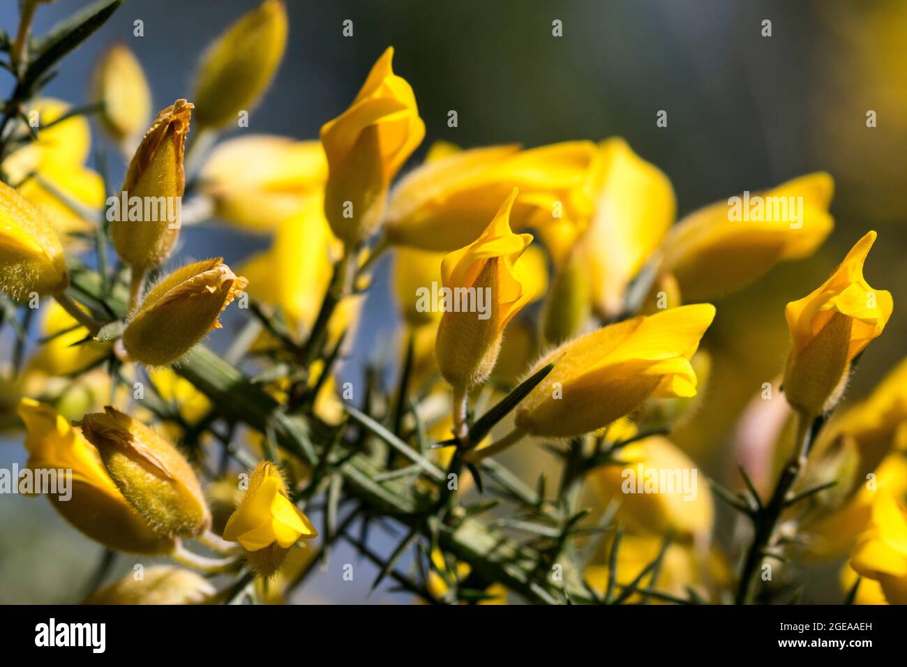 Gorse shrub Ulex europaeus Stock Photo - Alamy