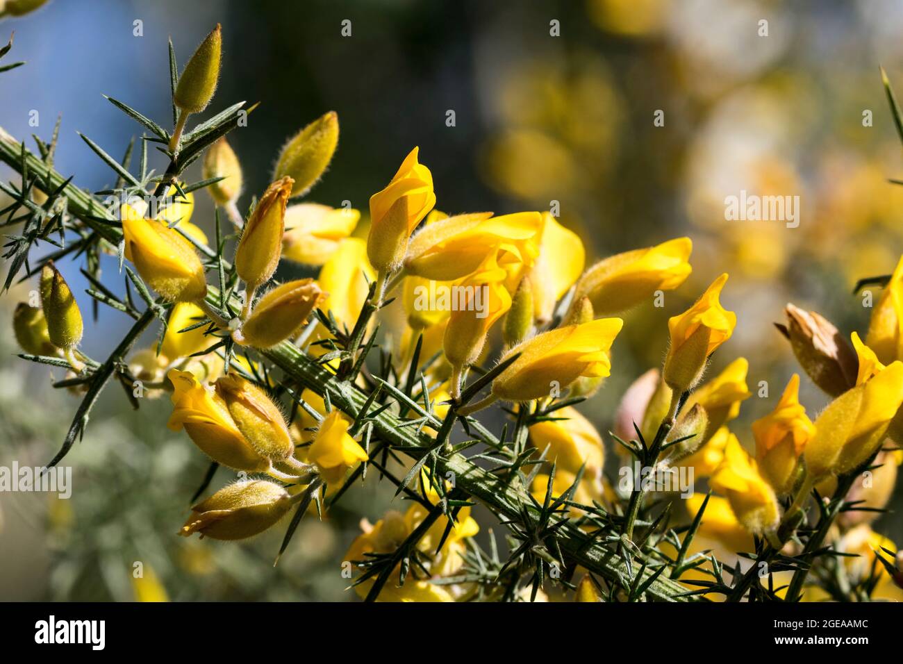 Gorse shrub Ulex europaeus Stock Photo - Alamy