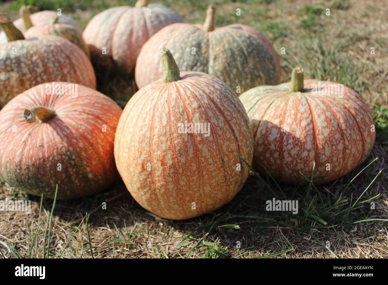 One too many pumpkins hi-res stock photography and images - Alamy