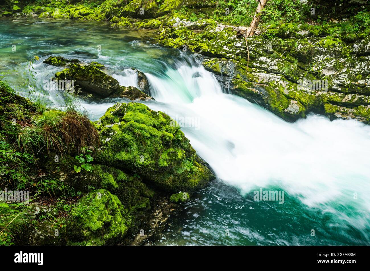 Clear mountain stream rapids with green blue water in the forest Stock ...
