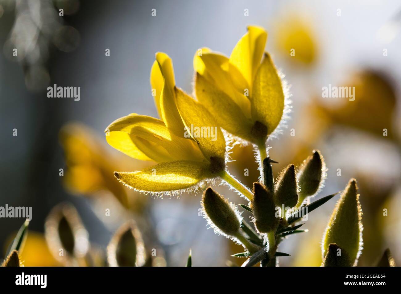 Gorse shrub Ulex europaeus Stock Photo - Alamy
