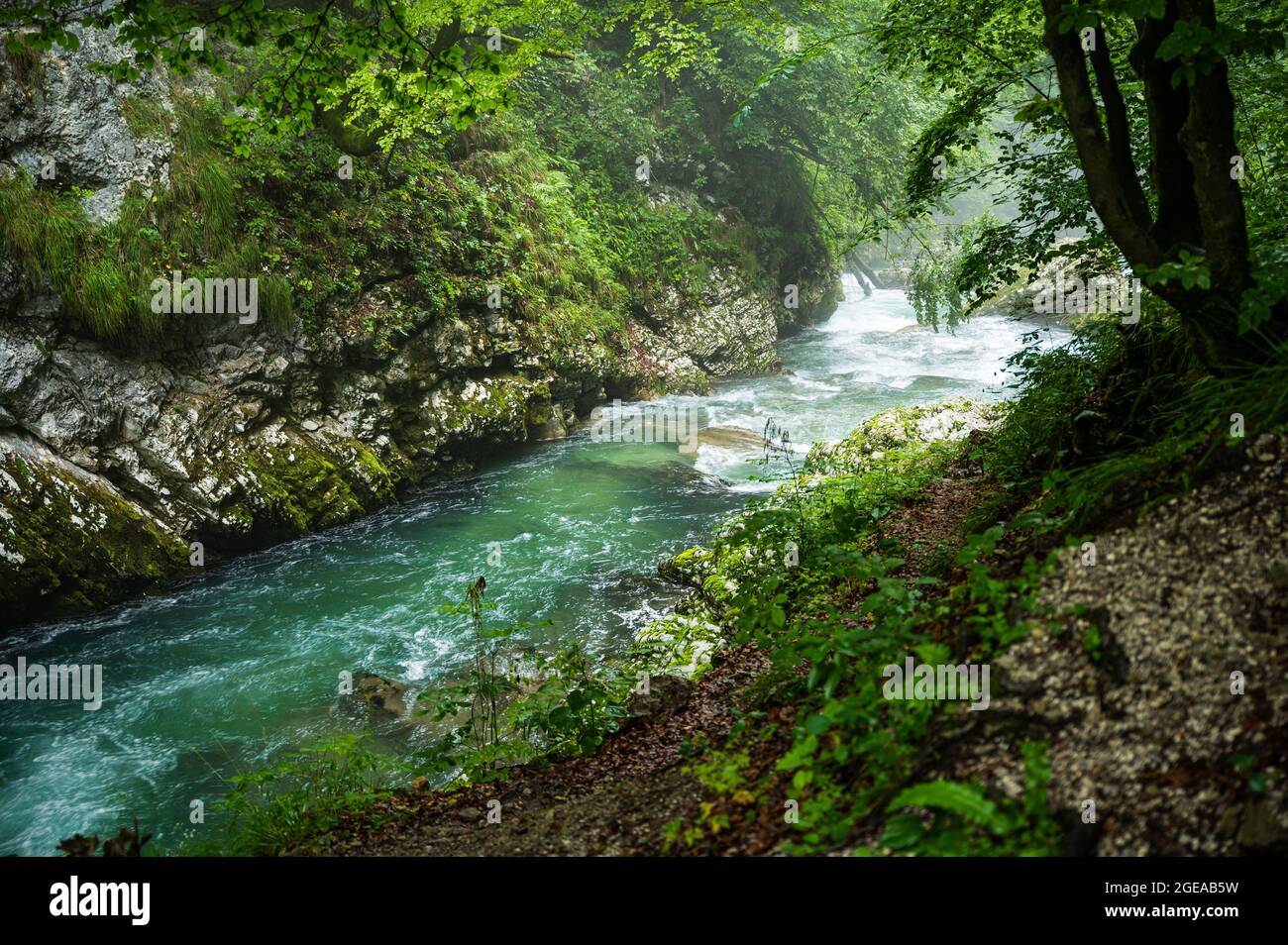 Clear mountain stream rapids with green blue water in the forest Stock ...