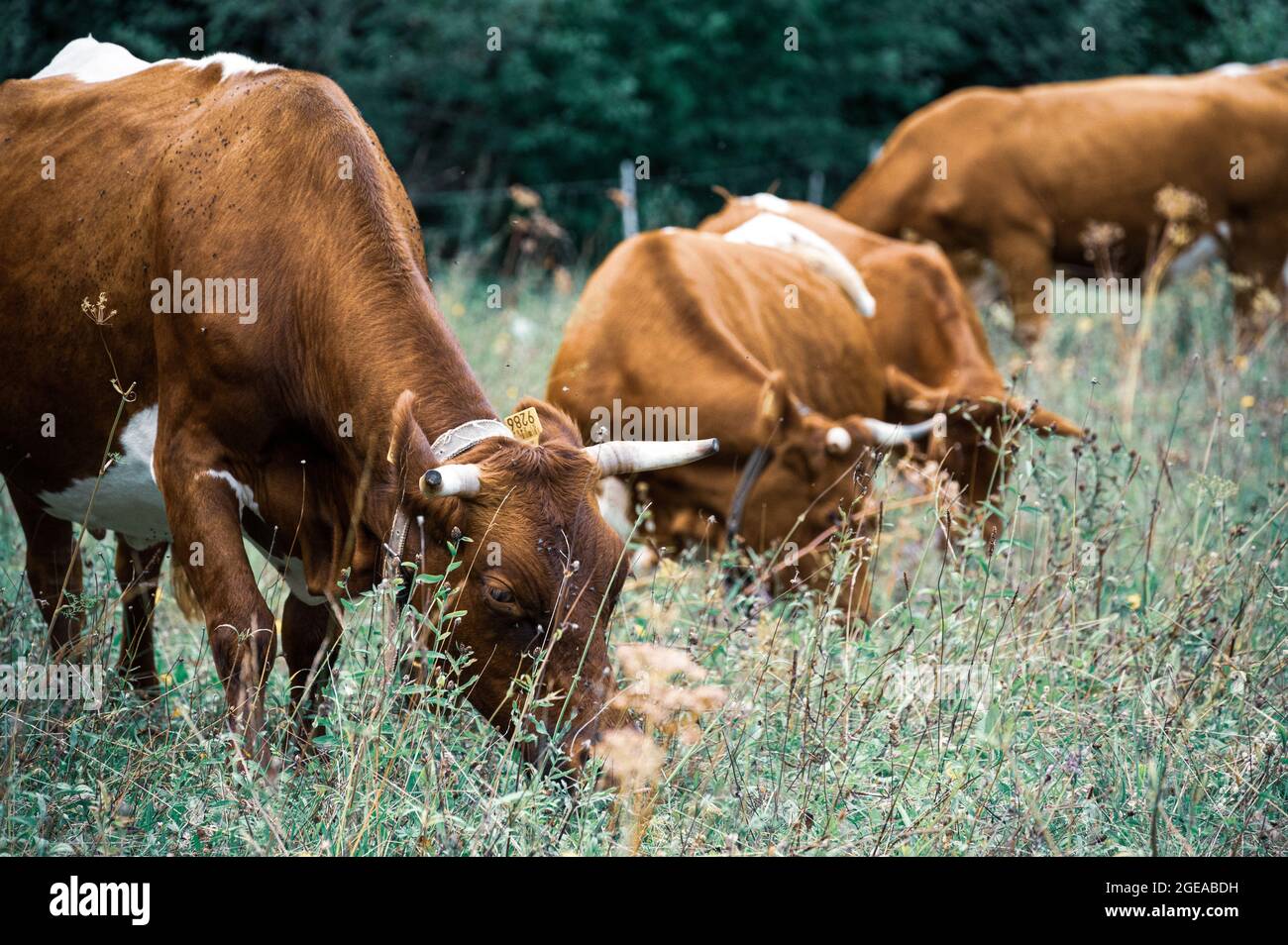 Brown cows in a flowering pasture Stock Photo - Alamy