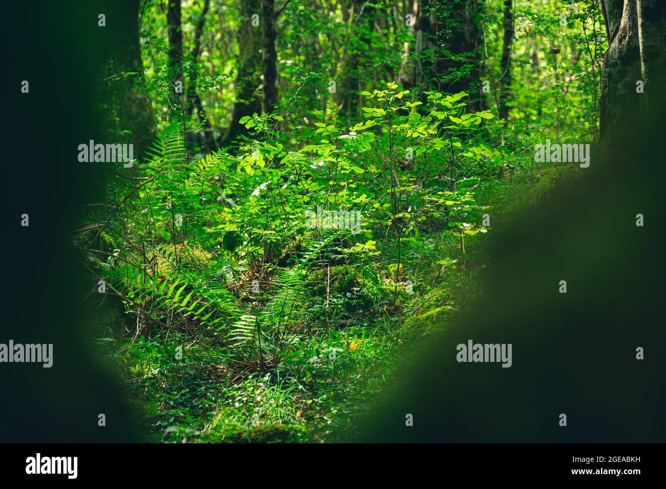 Old untouched trees in green hi-res stock photography and images - Alamy