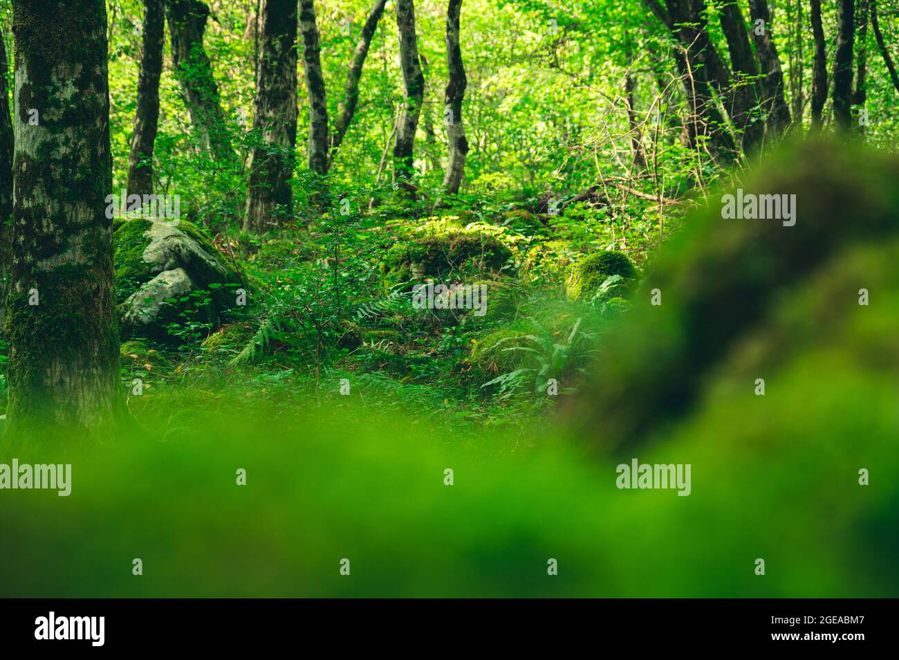 Old untouched trees in green hi-res stock photography and images - Alamy