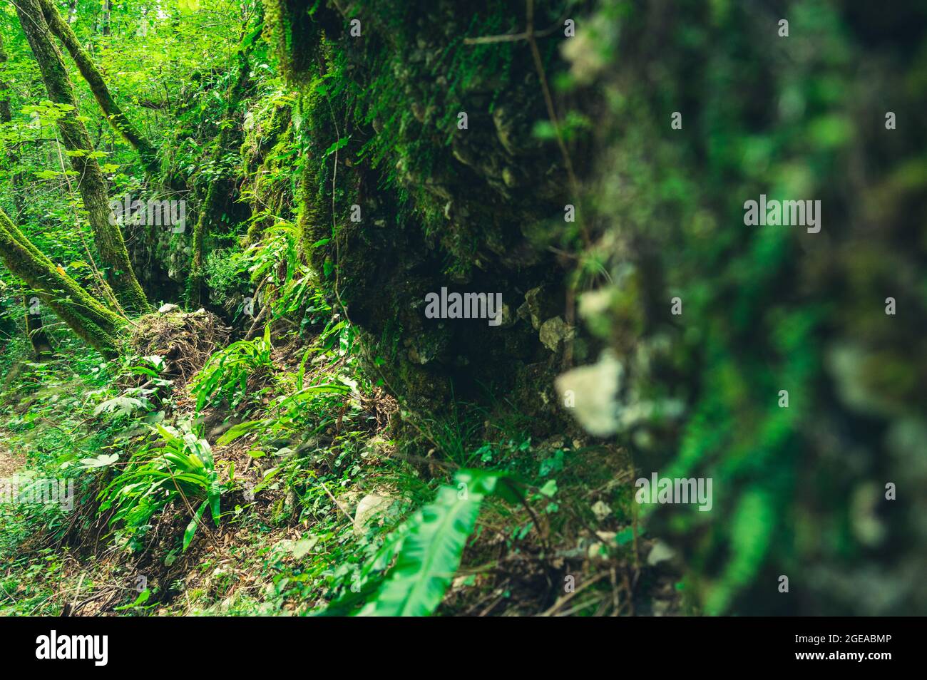 Untouched woodland environment hi-res stock photography and images - Alamy