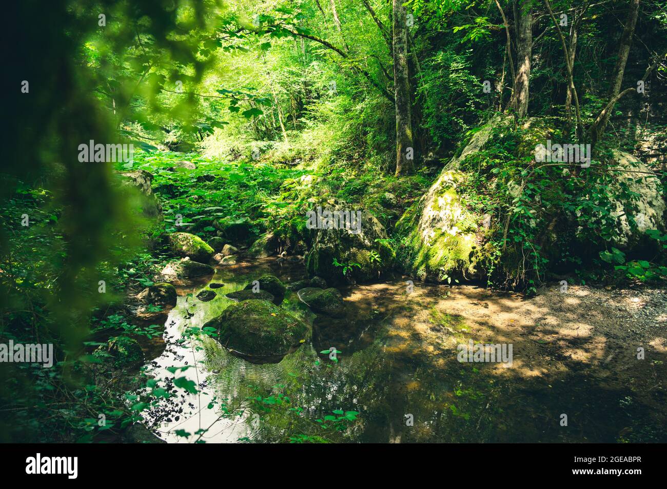 Old untouched trees in green hi-res stock photography and images - Alamy