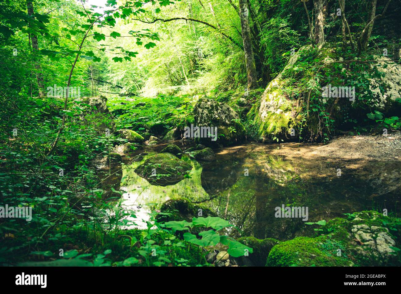 Untouched woodland environment hi-res stock photography and images - Alamy