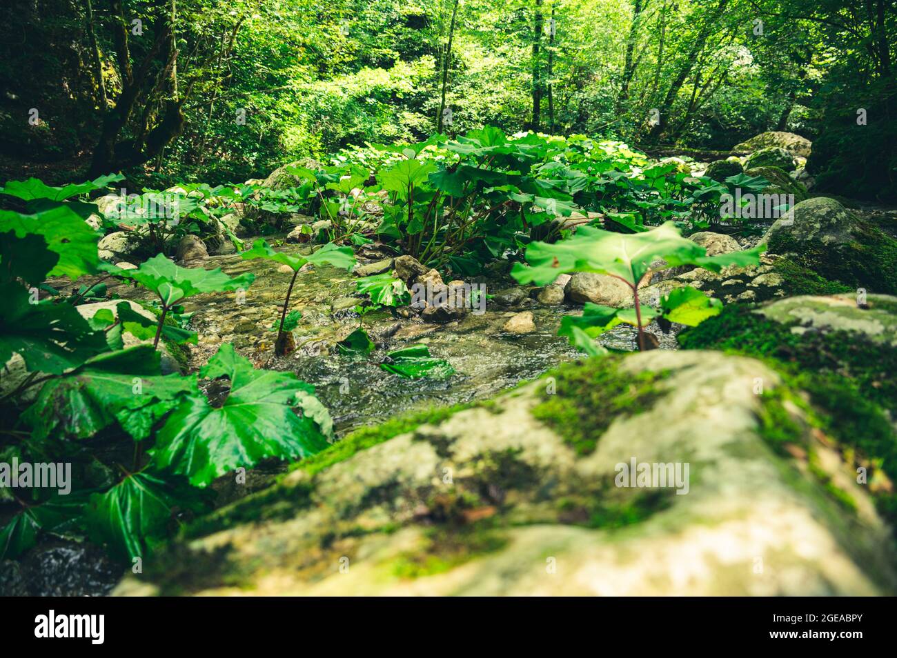 Untouched green forest jungle in the summer Stock Photo - Alamy
