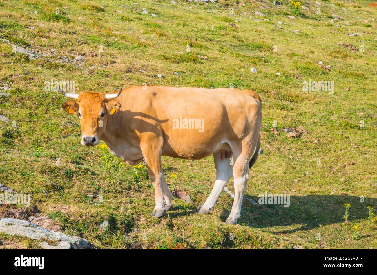 Vaca mirando a la cámara hi-res stock photography and images - Alamy