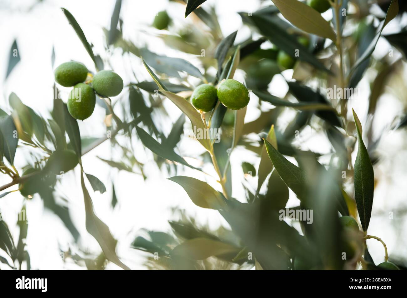 Olive tree with green olives flooded with golden sunlight Stock Photo ...