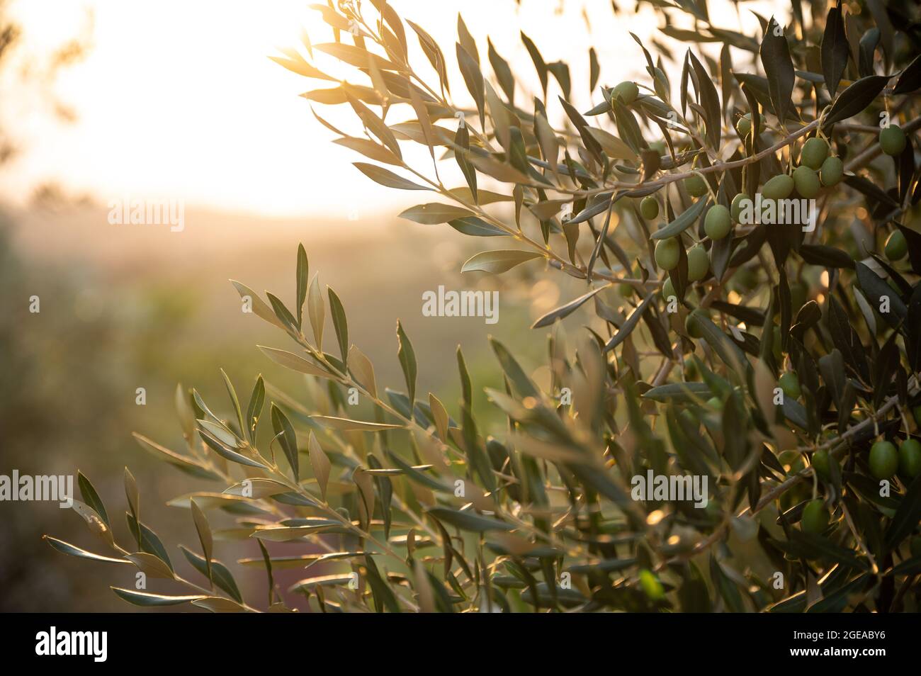 Olive tree with green olives flooded with golden sunlight Stock Photo ...