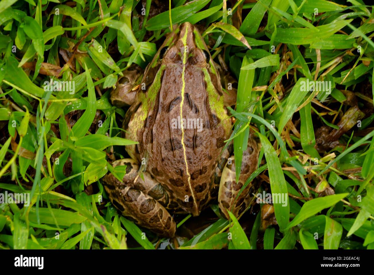 Edible frog or green frog commonly known as common water frog, frog ...