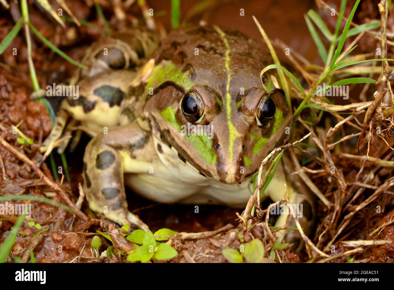 Edible frog or green frog commonly known as common water frog, frog ...