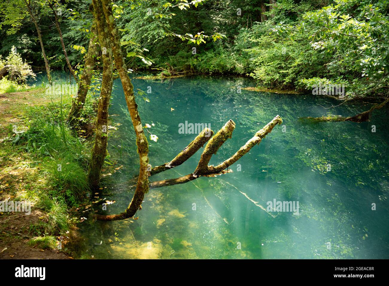 Old tree trunks in clear, fresh blue water of a crystal clear river ...