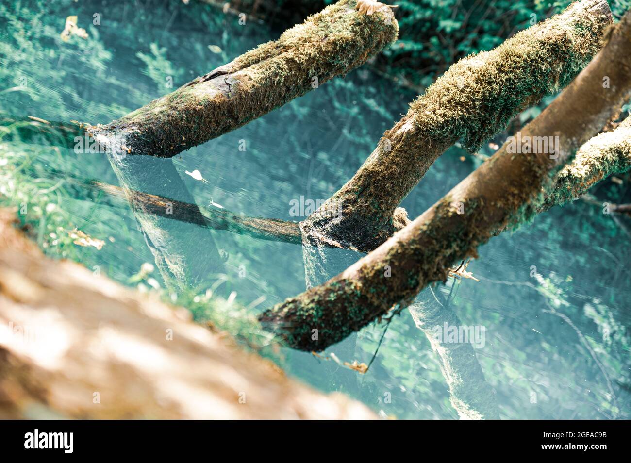 Underwater plants hi-res stock photography and images - Alamy