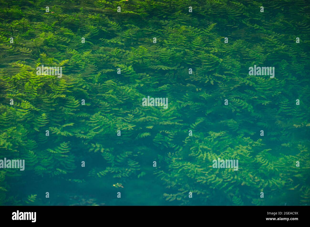 Underwater plants hi-res stock photography and images - Alamy