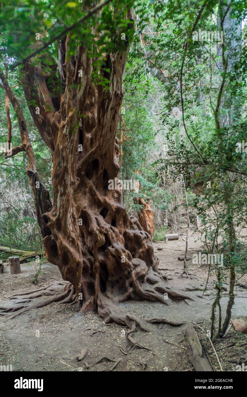 Myrtle tree trail hi-res stock photography and images - Alamy