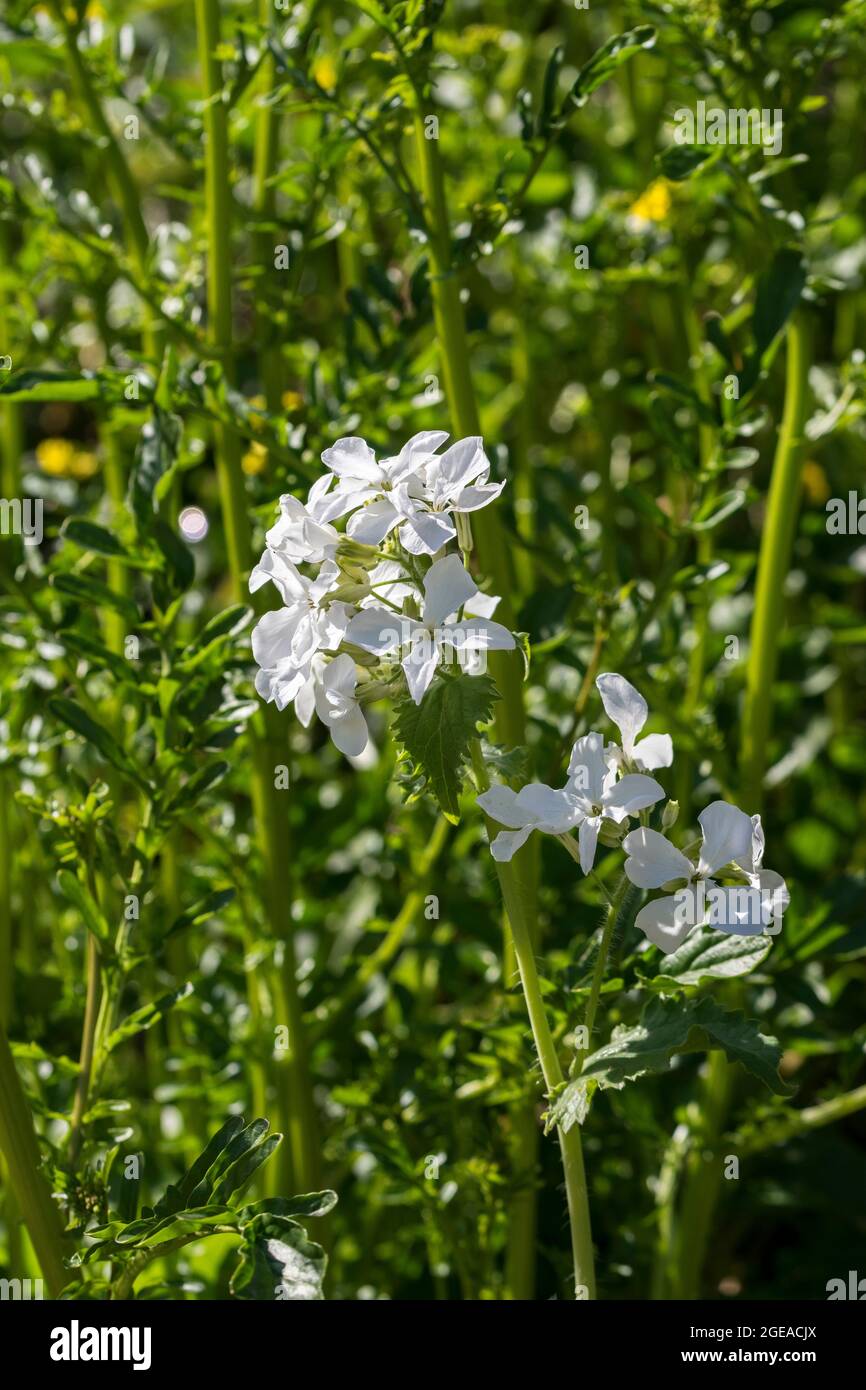 Wild Radish Raphanus raphanistrum Stock Photo - Alamy