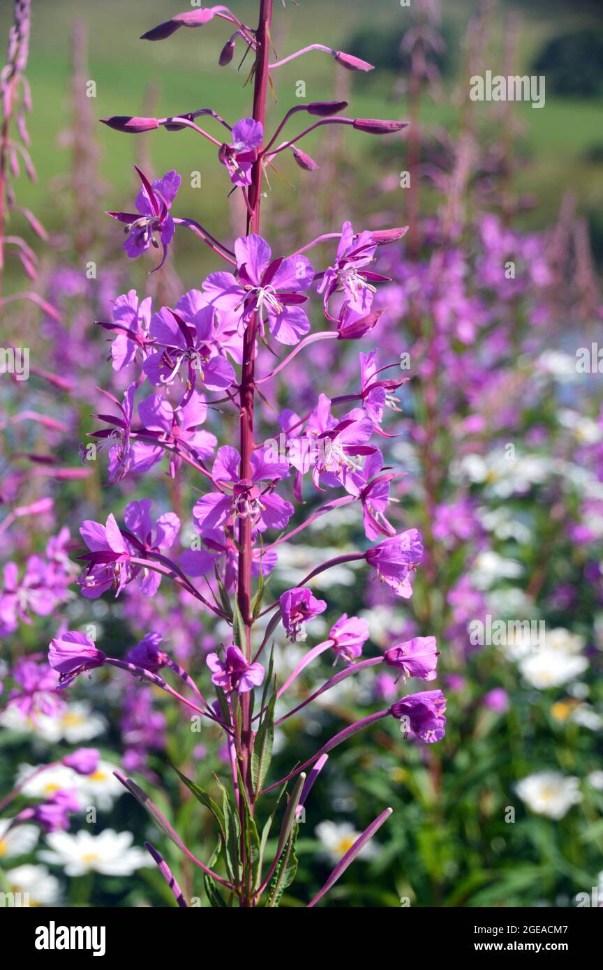 Pink Rosebay Willowherb 'Fireweed' (Chamaenerion angustifolium) Flowers Growing Wild by Cogra ...