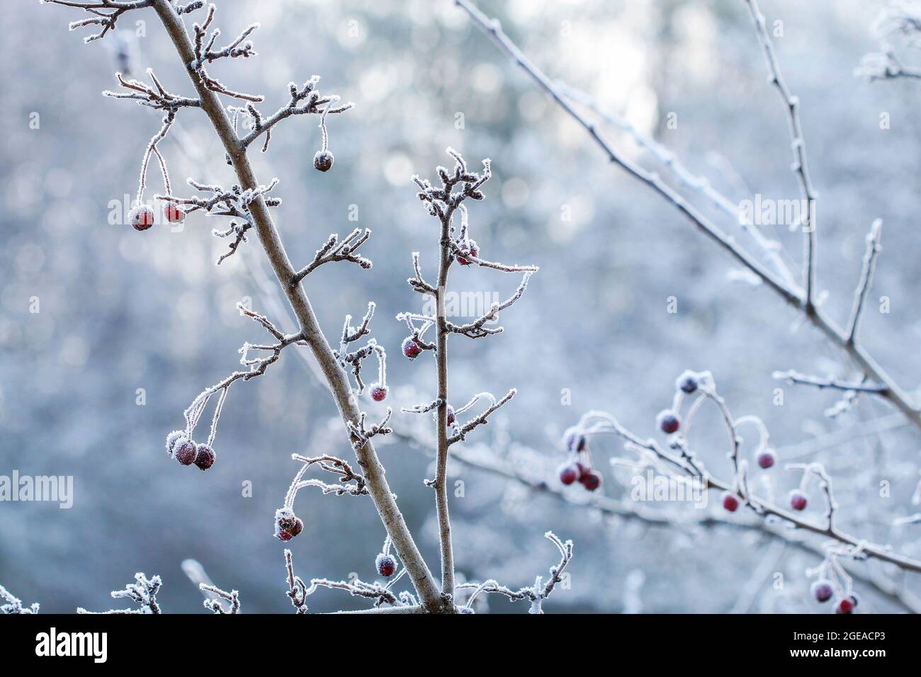 Hawthorn seeds frost hi-res stock photography and images - Alamy