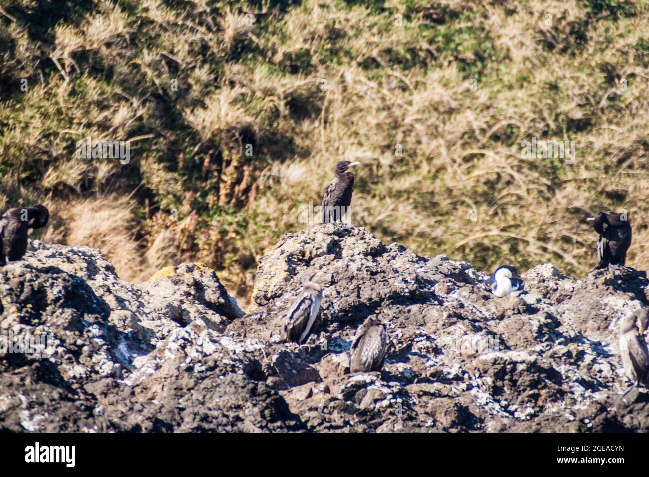 Cormorants in protected area Monumento Nacional Islotes de Punihuil on ...