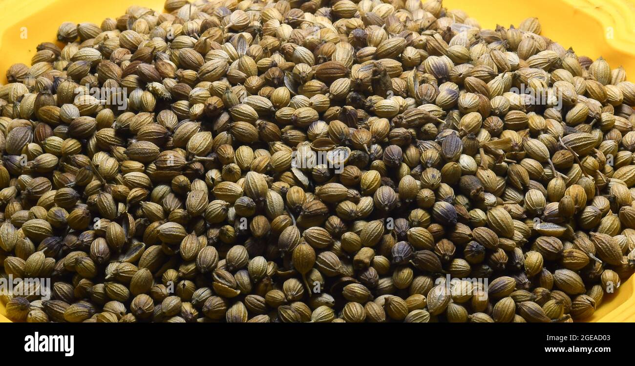 dry coriander in a yellow plastic plate Stock Photo - Alamy