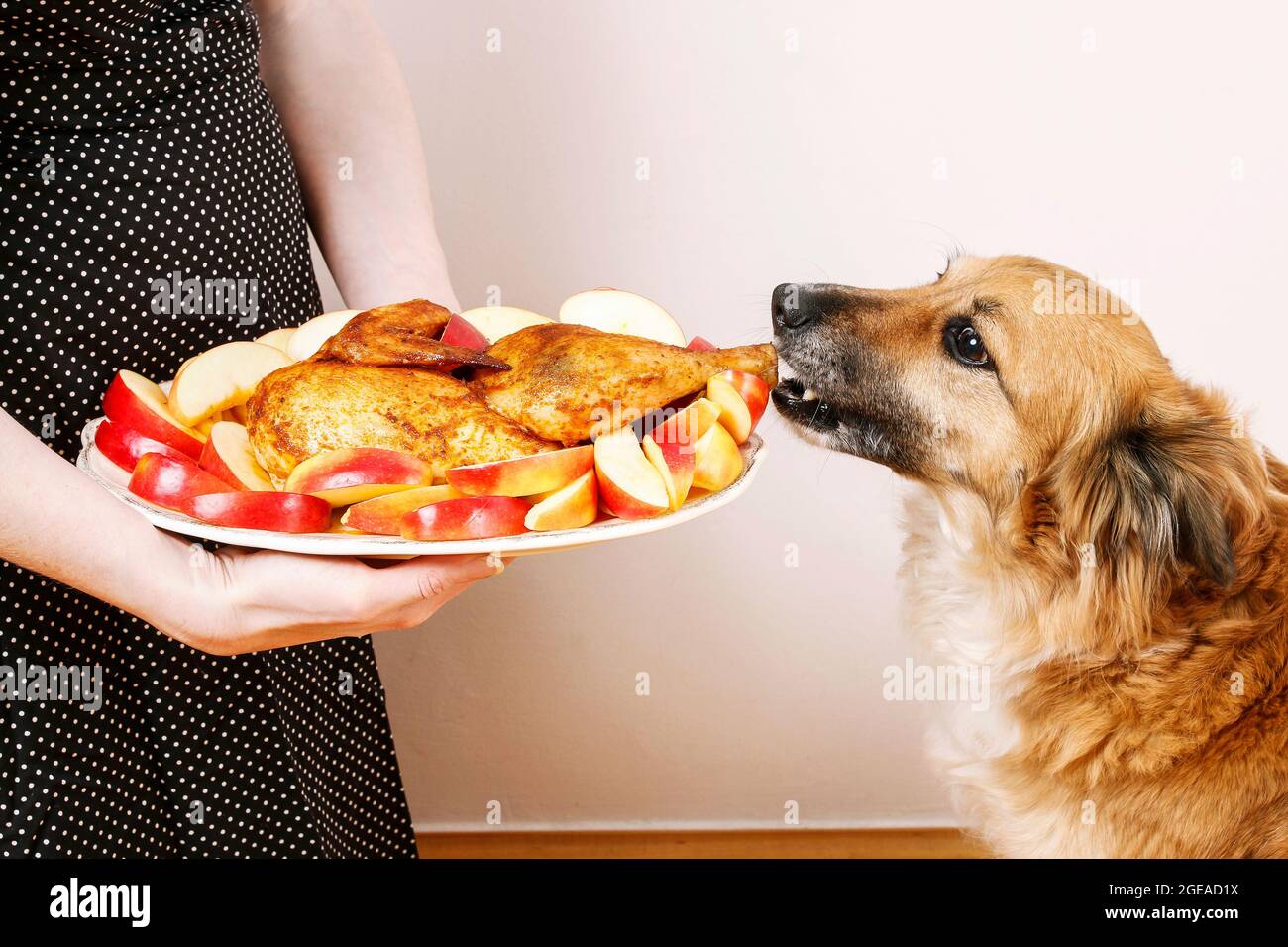 Dog stealing a roasted chicken. Animal love Stock Photo - Alamy